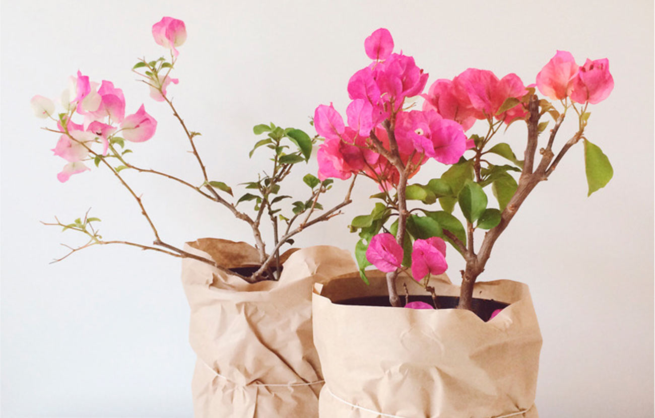 The art of fresher flowers - FFED