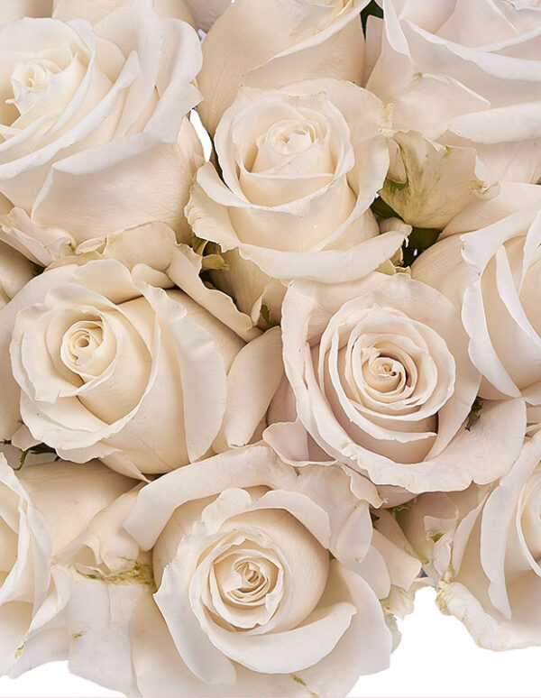 Sugar Doll Roses - FFED
